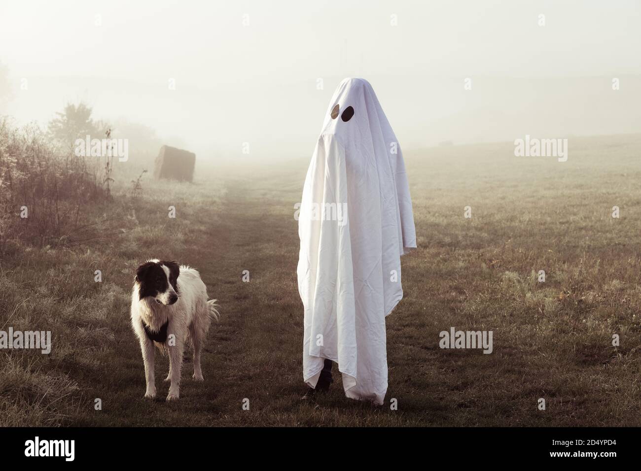 halloween ghost with dog in foggy landscape Stock Photo - Alamy