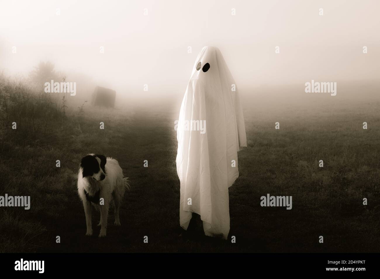 halloween ghost with dog in foggy landscape Stock Photo - Alamy