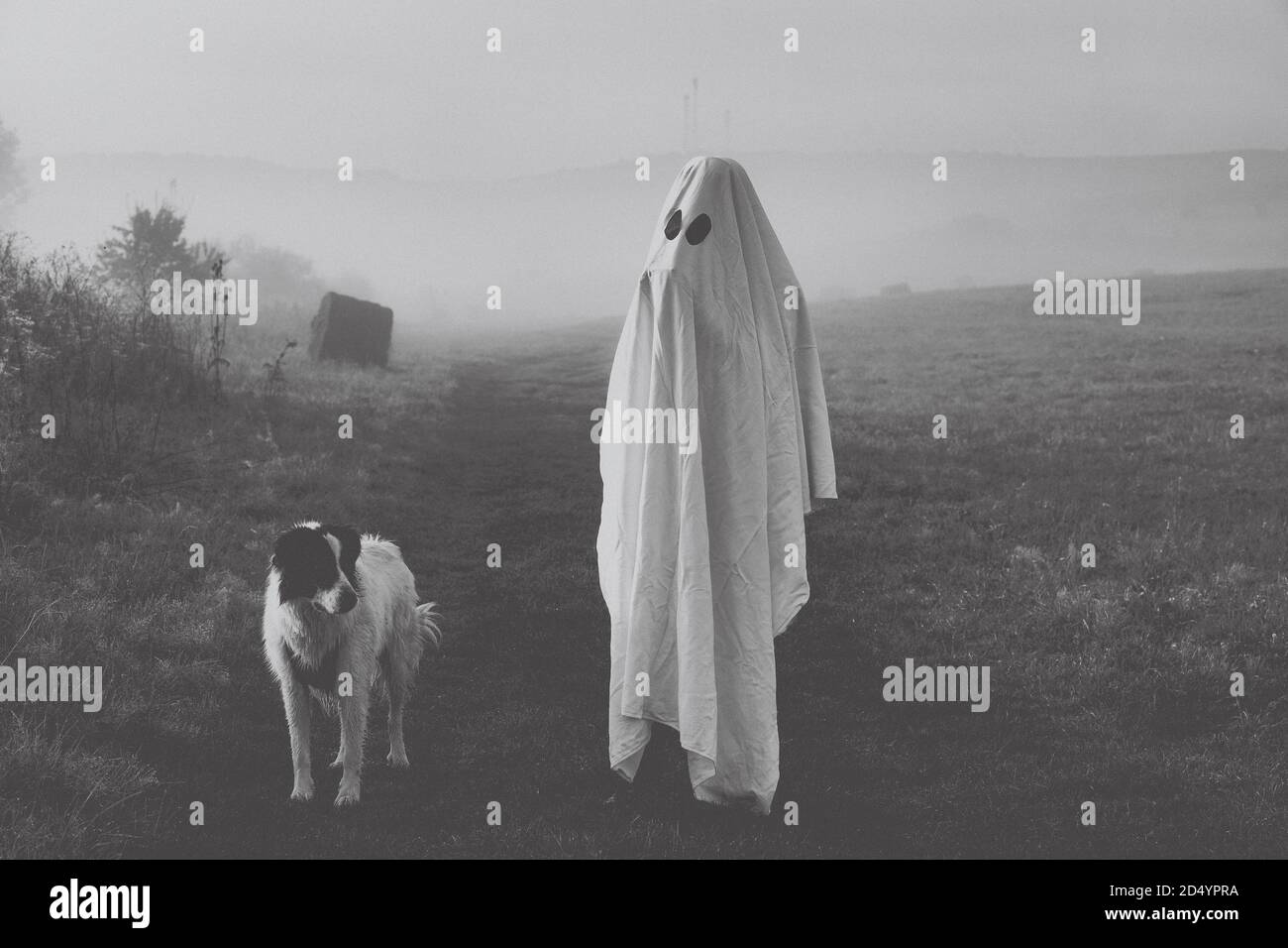 halloween ghost with dog in foggy landscape Stock Photo - Alamy