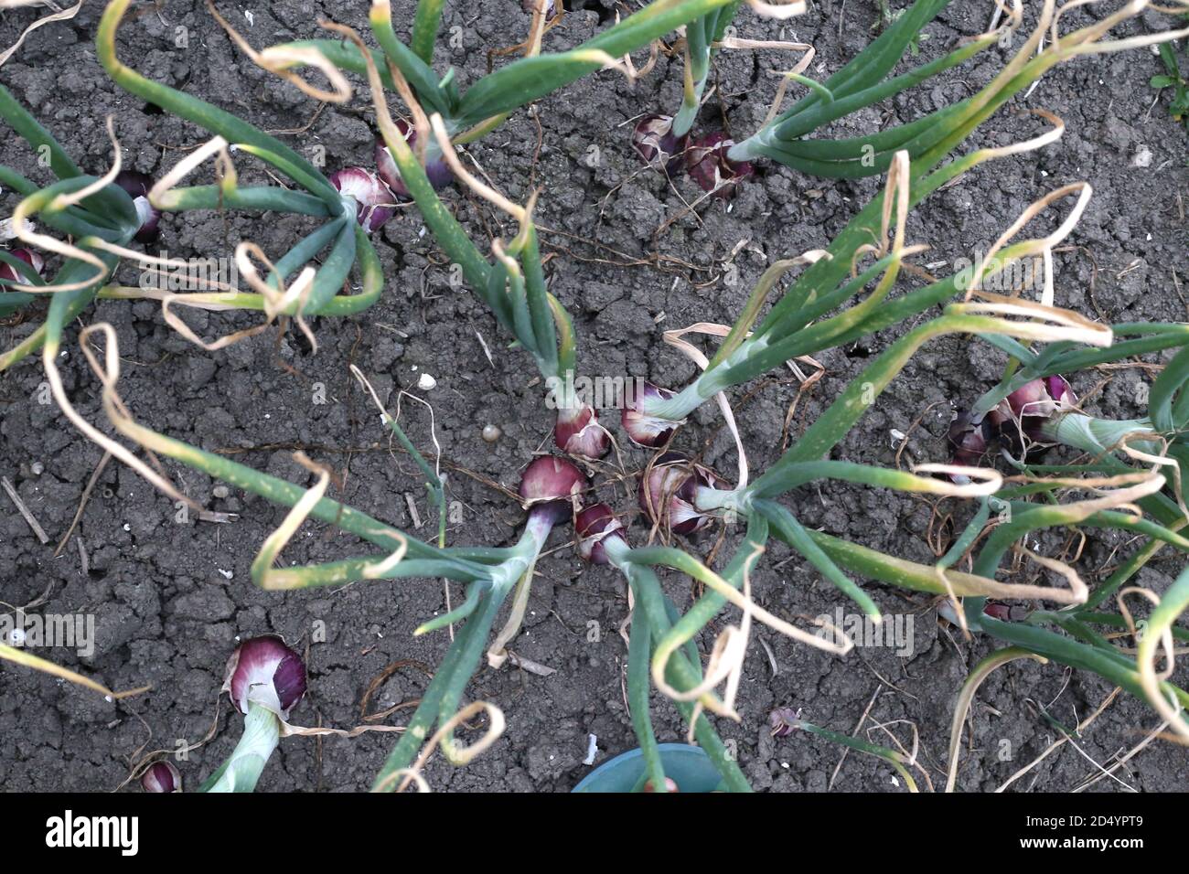 How to grow green onion from cuttings hi-res stock photography and ...
