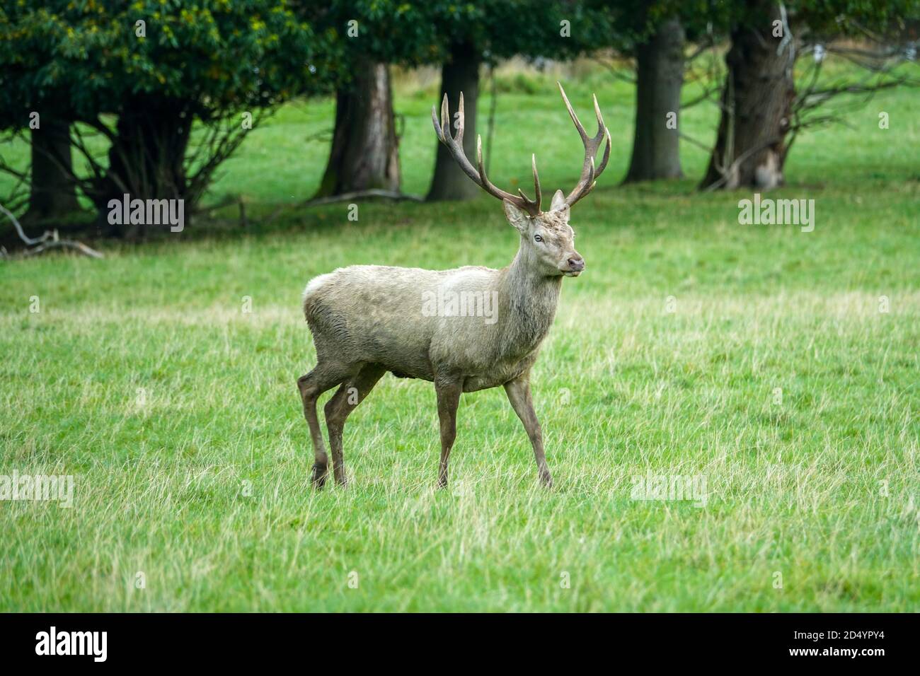 Deer white house hi-res stock photography and images - Alamy