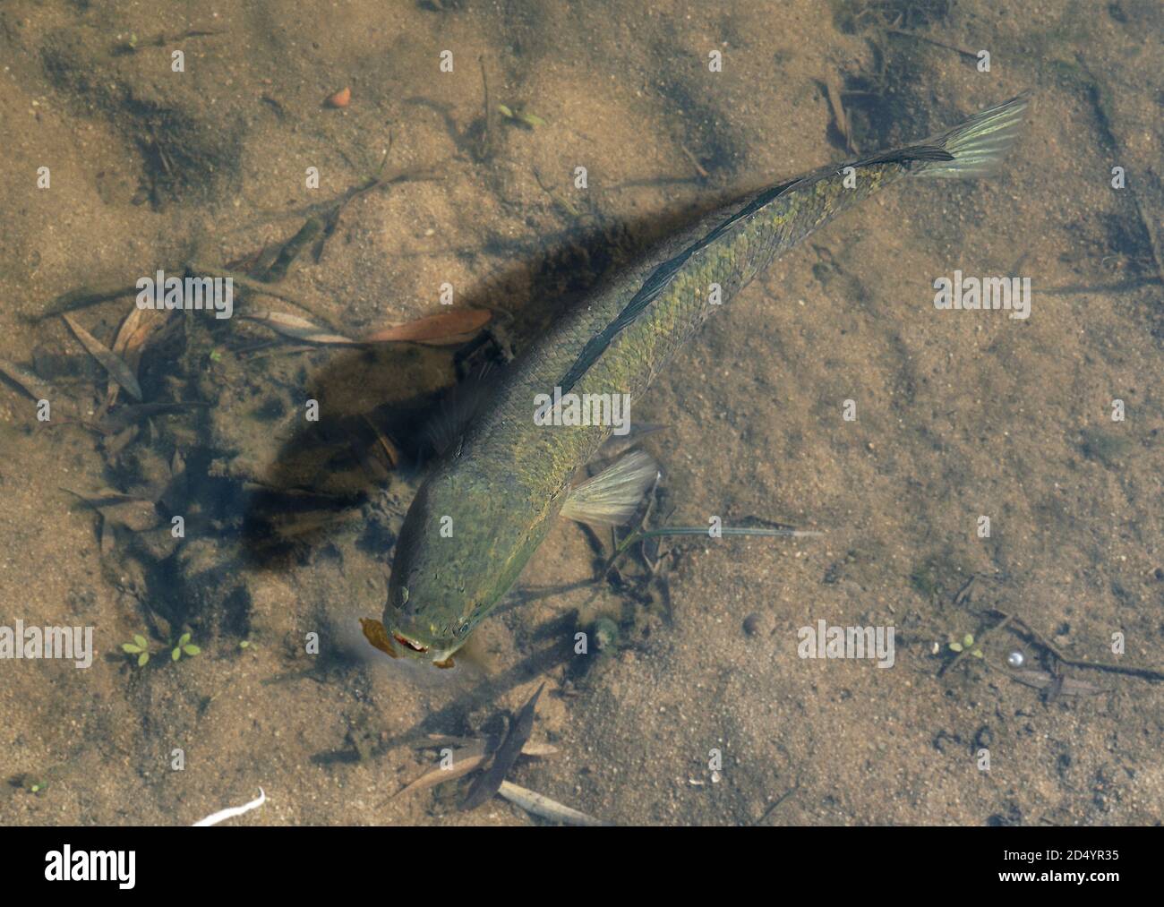 Northern Snakehead Fish High Resolution Stock Photography and Images ...