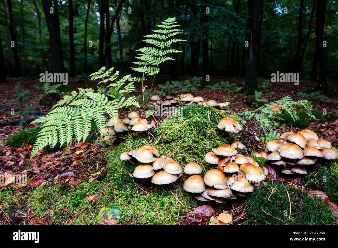 Sulfur tuft beautiful autumn mushrooms with a beautiful sulfur color in ...