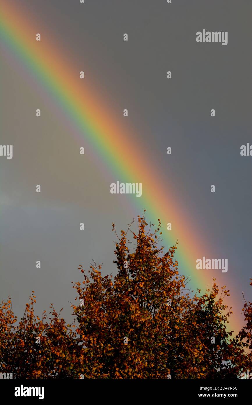 A rainbow behind trees with autumn colour, Warwickshire, UK Stock Photo ...