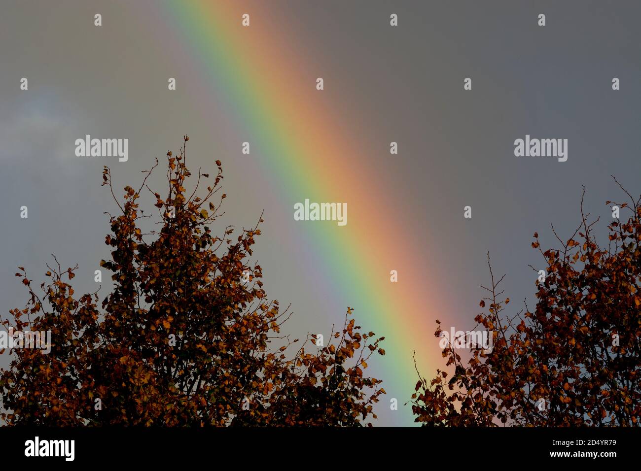 A rainbow behind trees with autumn colour, Warwickshire, UK Stock Photo ...
