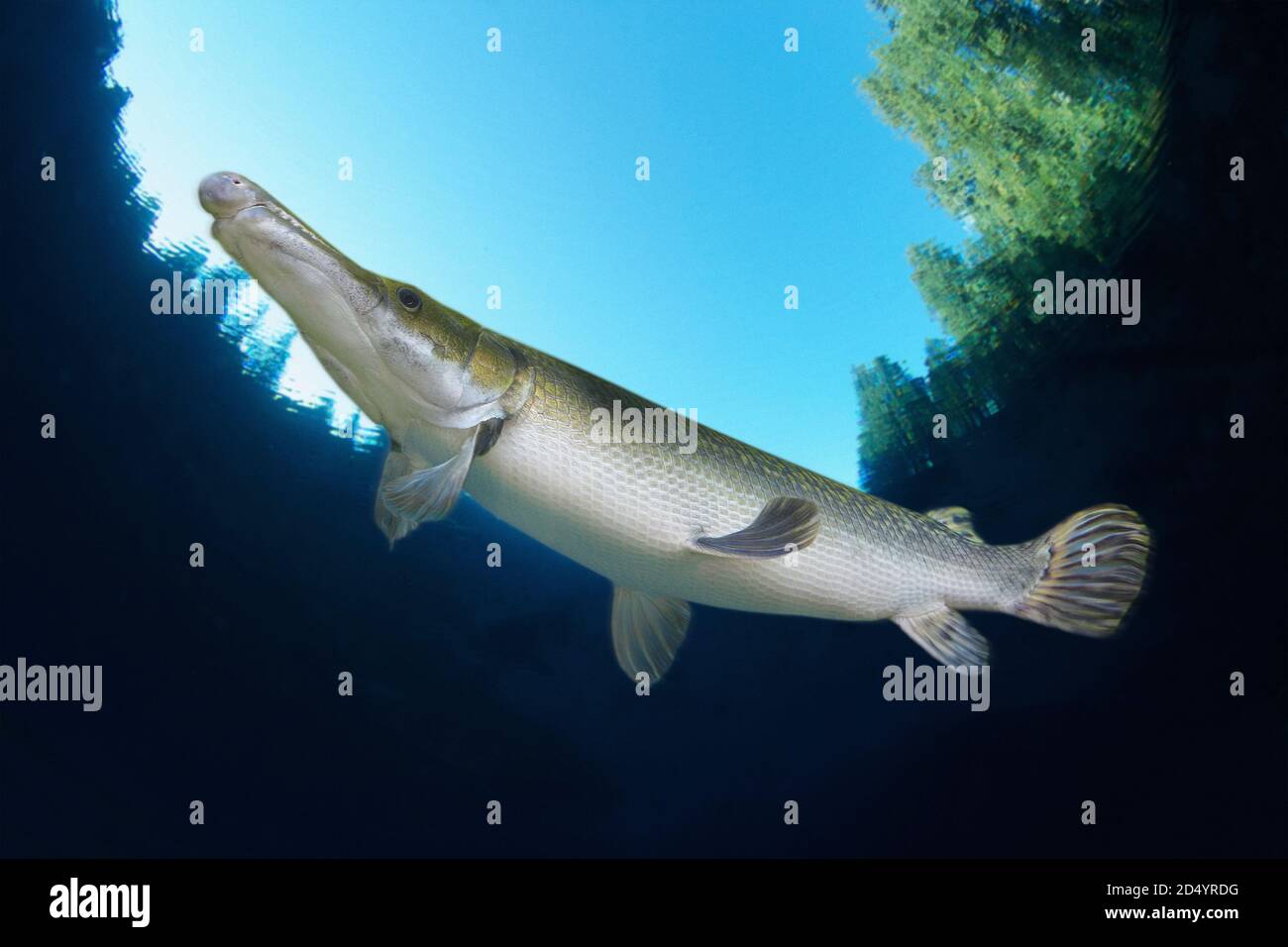 Aligator High Resolution Stock Photography and Images - Alamy