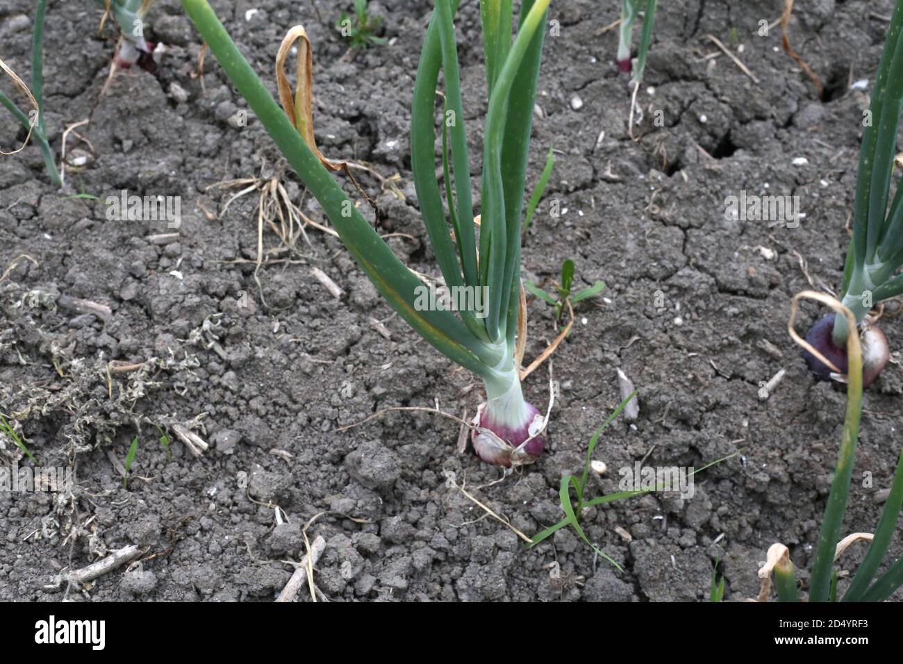 How to grow green onion from cuttings hi-res stock photography and ...
