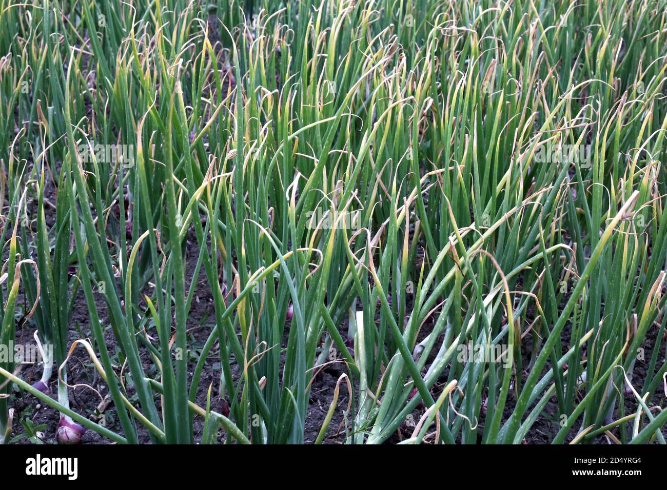 Spring onion tips hi-res stock photography and images - Alamy