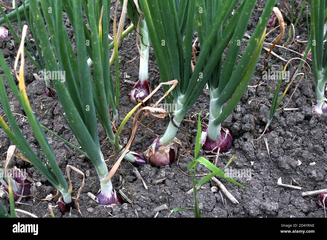 Spring onion tips hi-res stock photography and images - Alamy