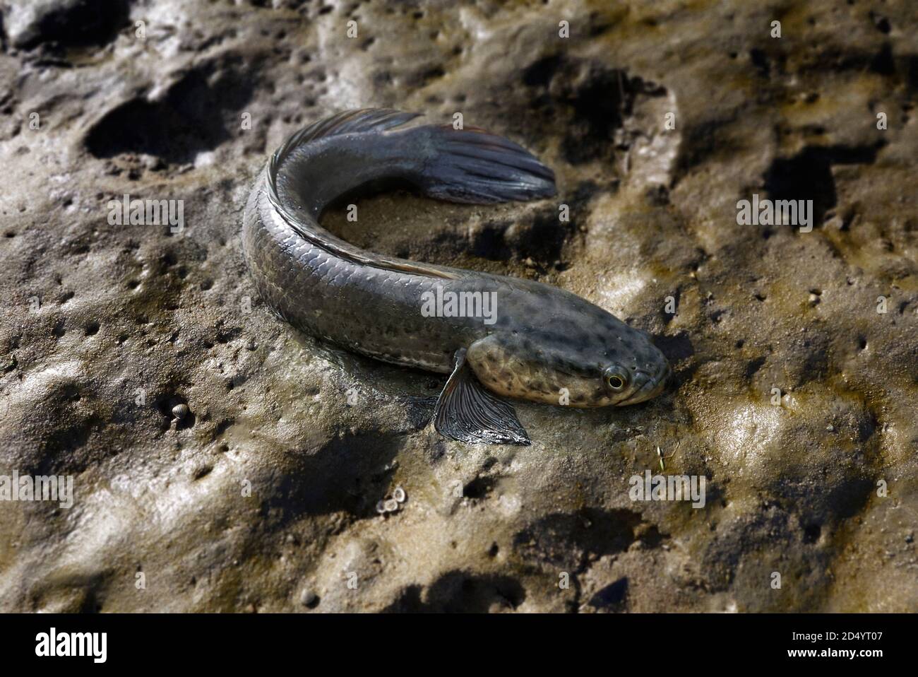 Snakehead High Resolution Stock Photography and Images - Alamy