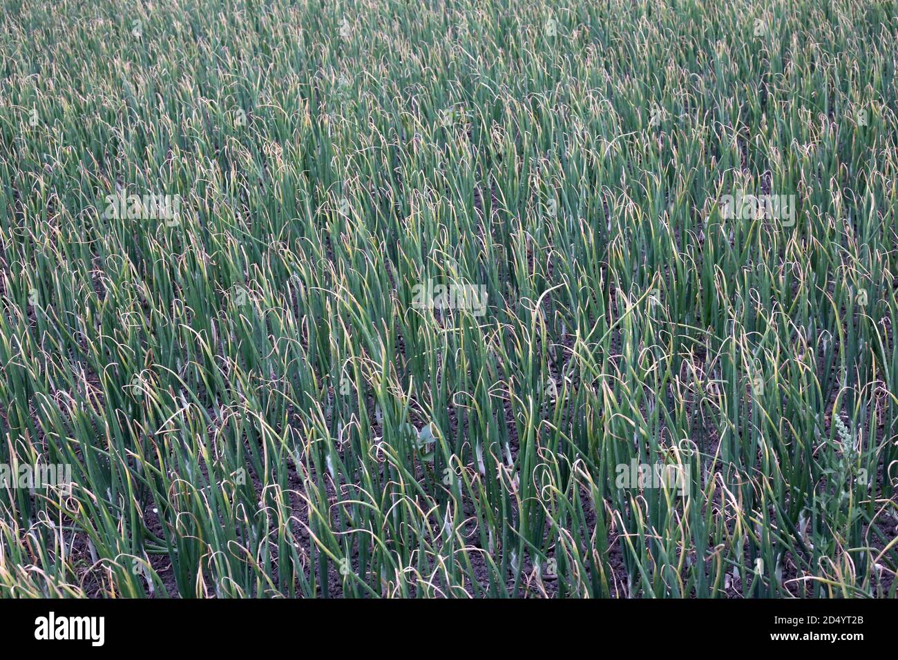 Green Onion Growing on the Field Stock Photo - Alamy