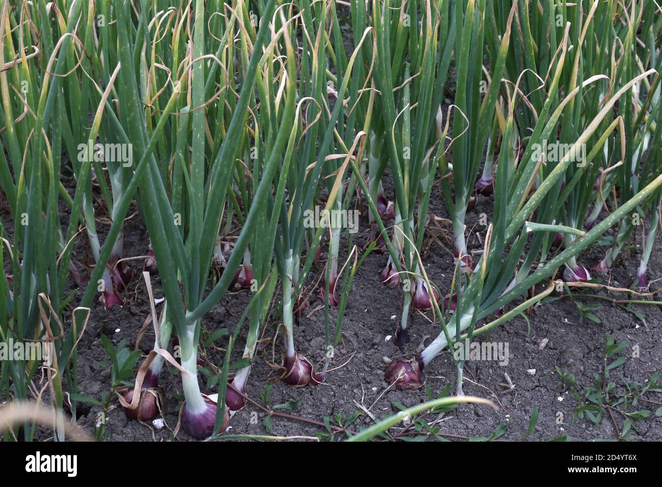 Green Onion Growing on the Field Stock Photo - Alamy