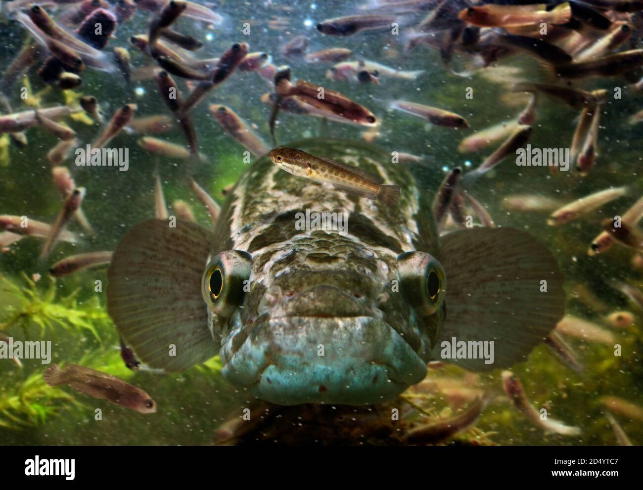 Northern Snakehead Fish High Resolution Stock Photography and Images ...