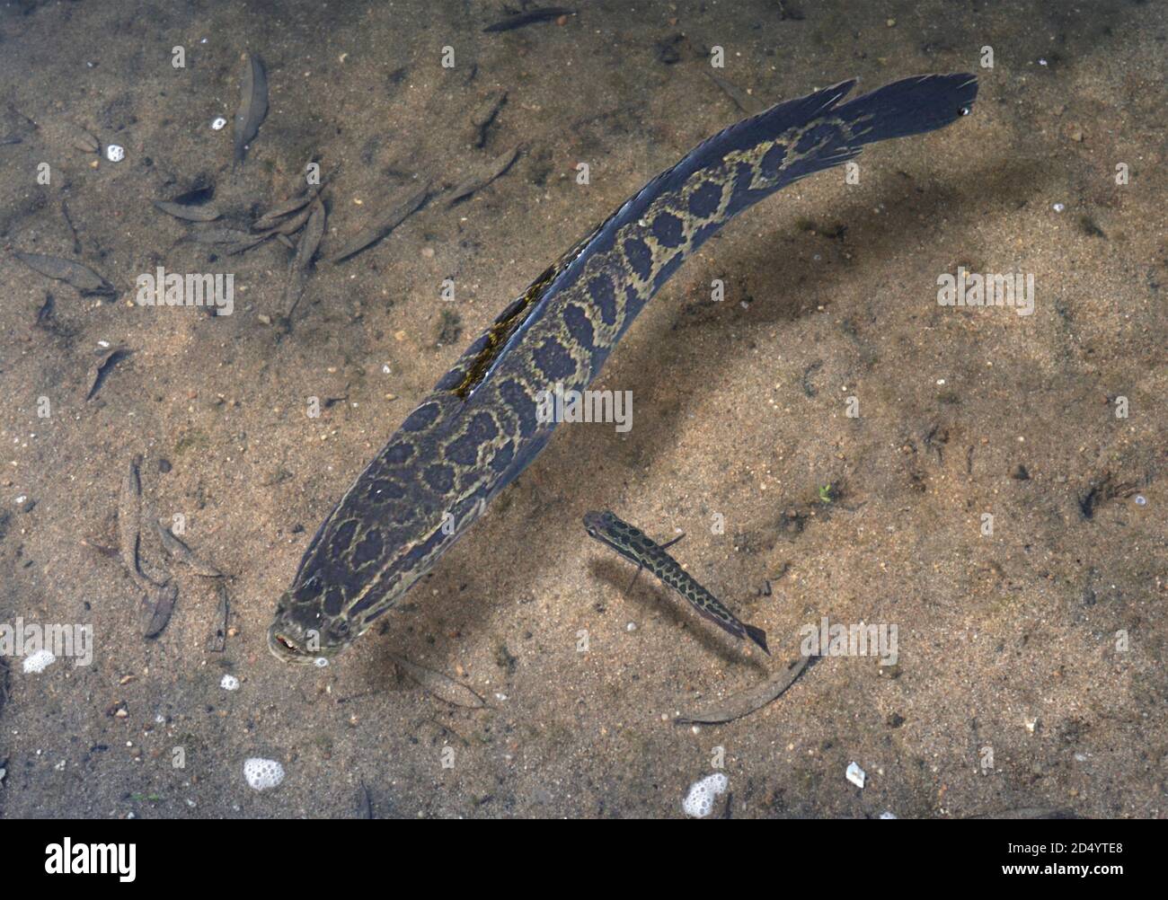 Northern Snakehead Fish High Resolution Stock Photography and Images ...