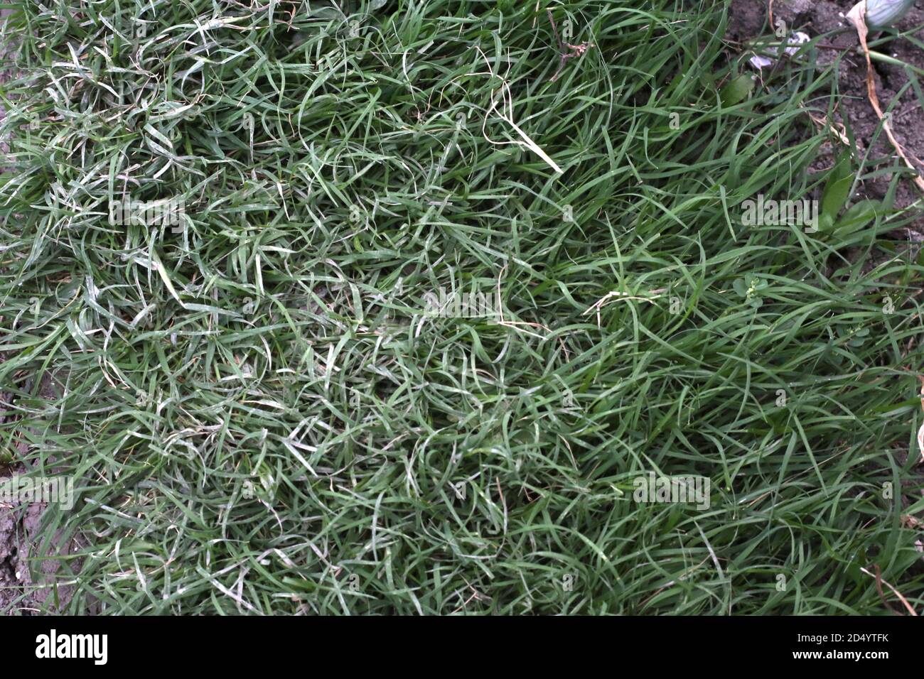 Green Grass Growing on the Field Stock Photo - Alamy
