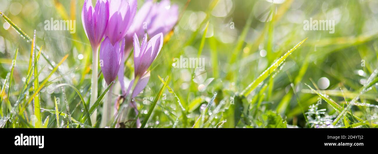 beautiful crocuses in green field Stock Photo - Alamy