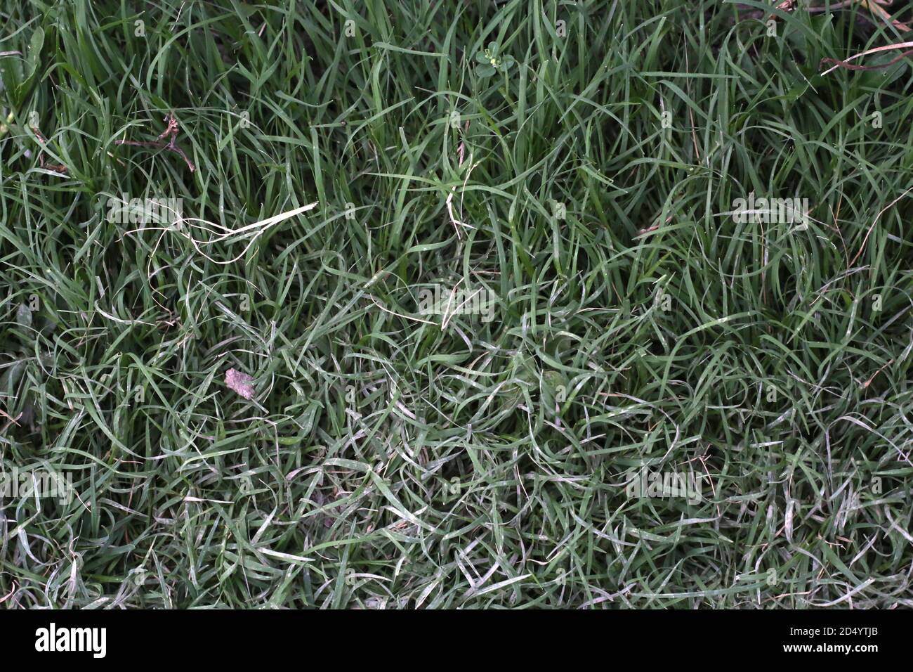 Green Grass Growing on the Field Stock Photo - Alamy
