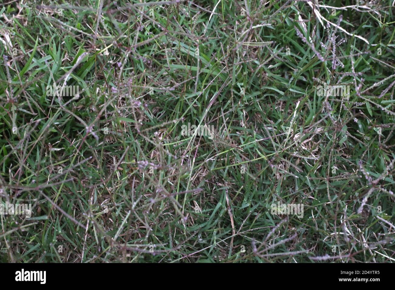 Green Grass Growing on the Field Stock Photo - Alamy