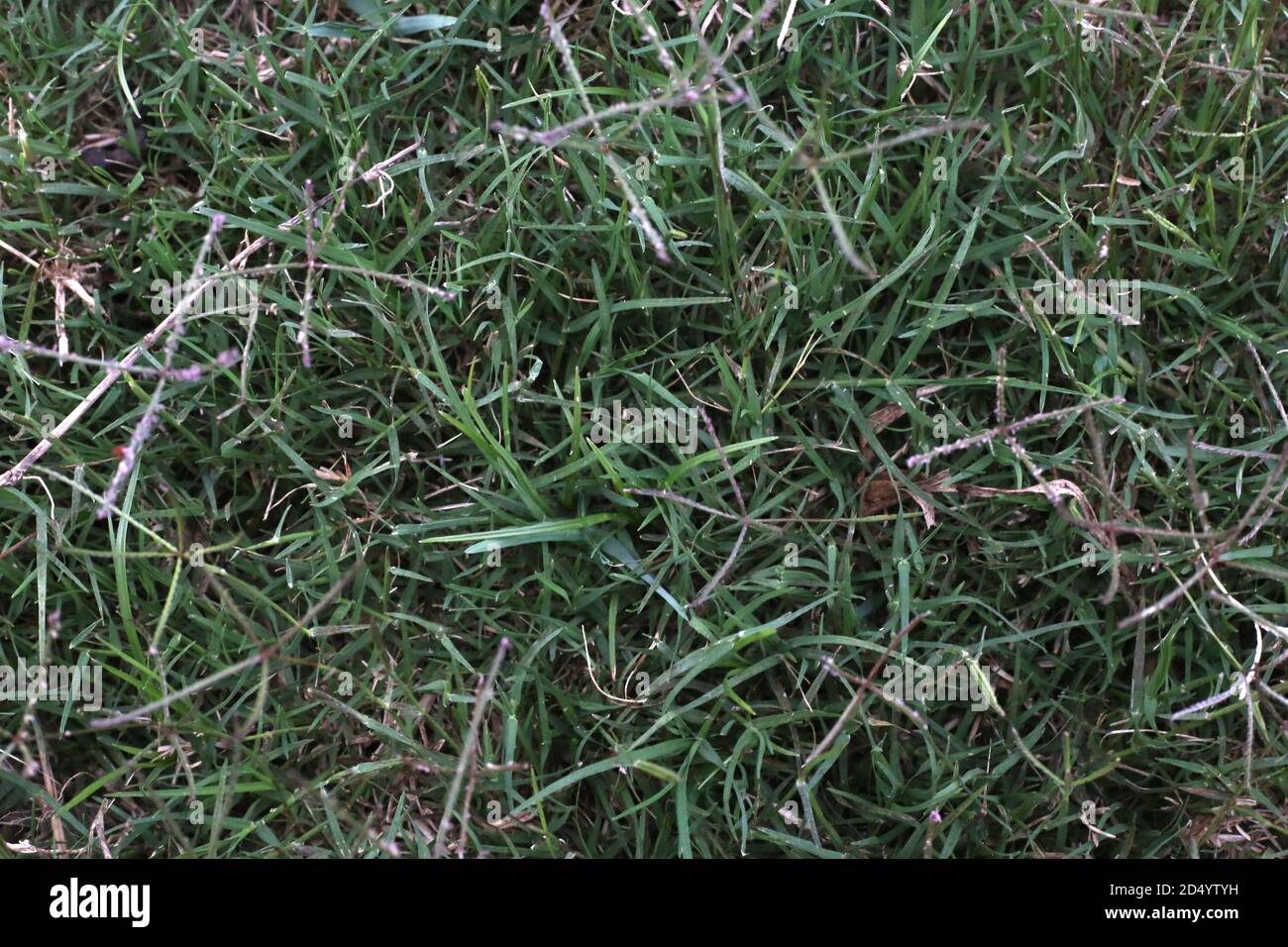 Green Grass Growing on the Field Stock Photo - Alamy