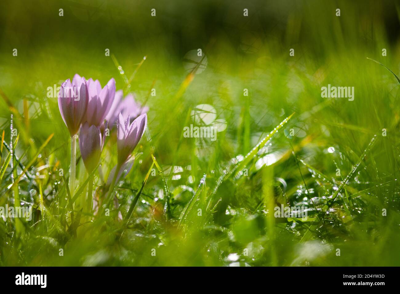 Crocuses in the field hi-res stock photography and images - Alamy