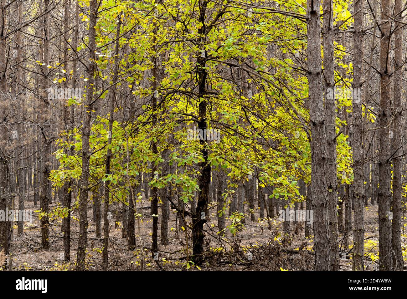 Bright green tree among pine forest. Tall young trunks of pine seems ...
