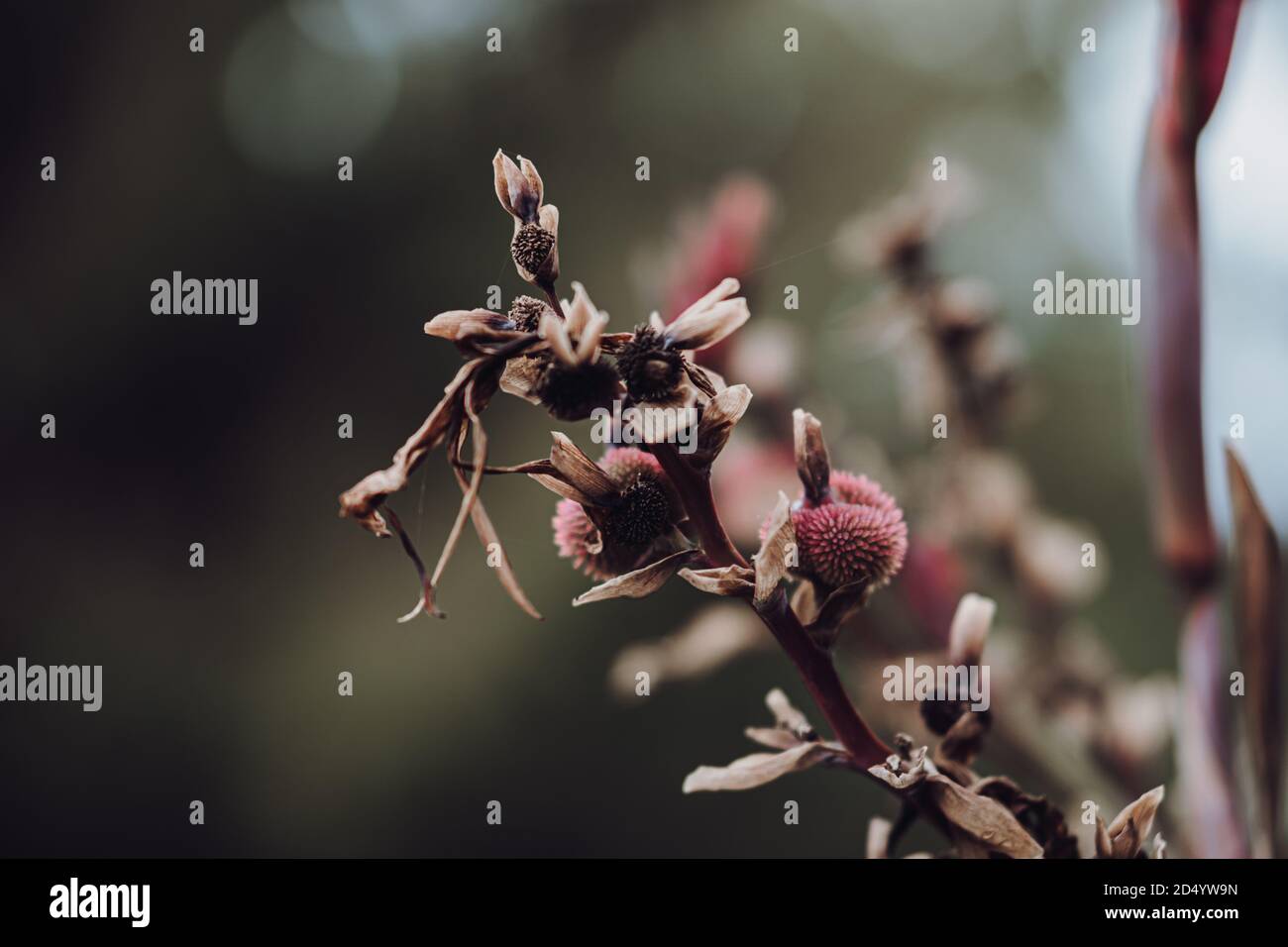 Dark plants hi-res stock photography and images - Alamy