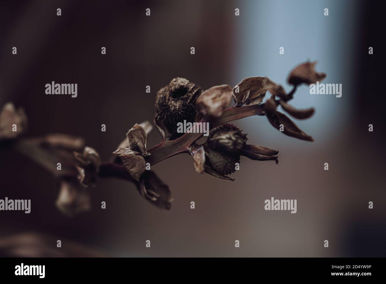 Dark green plants hi-res stock photography and images - Alamy