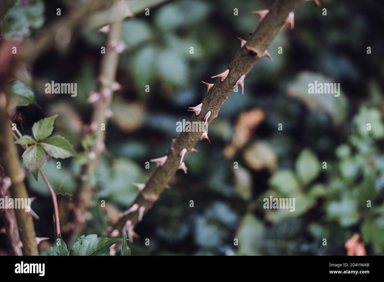 Dark thorns hi-res stock photography and images - Alamy
