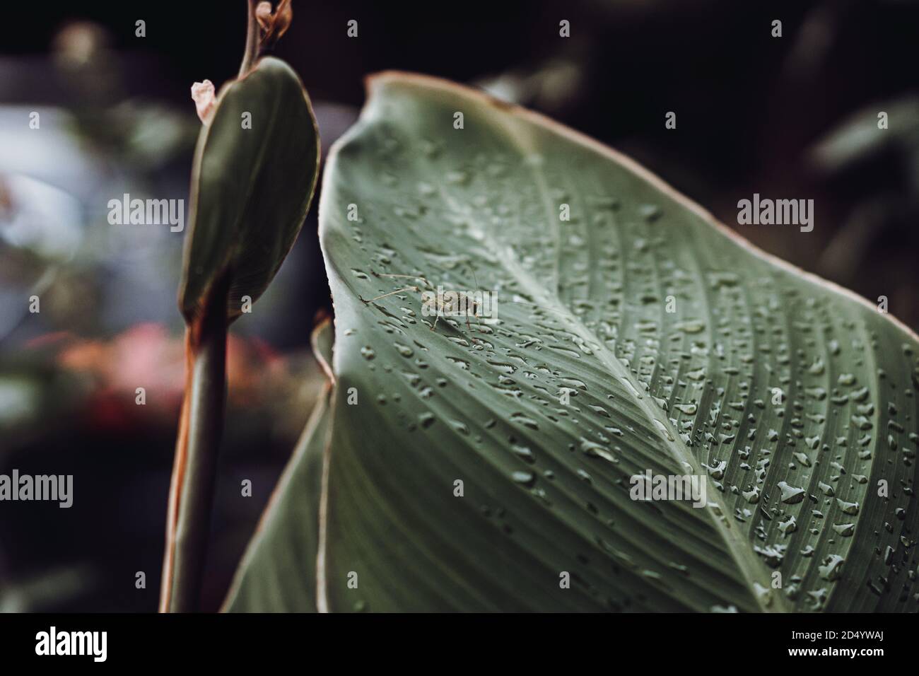 Insect drinking on a leaf Stock Photo - Alamy