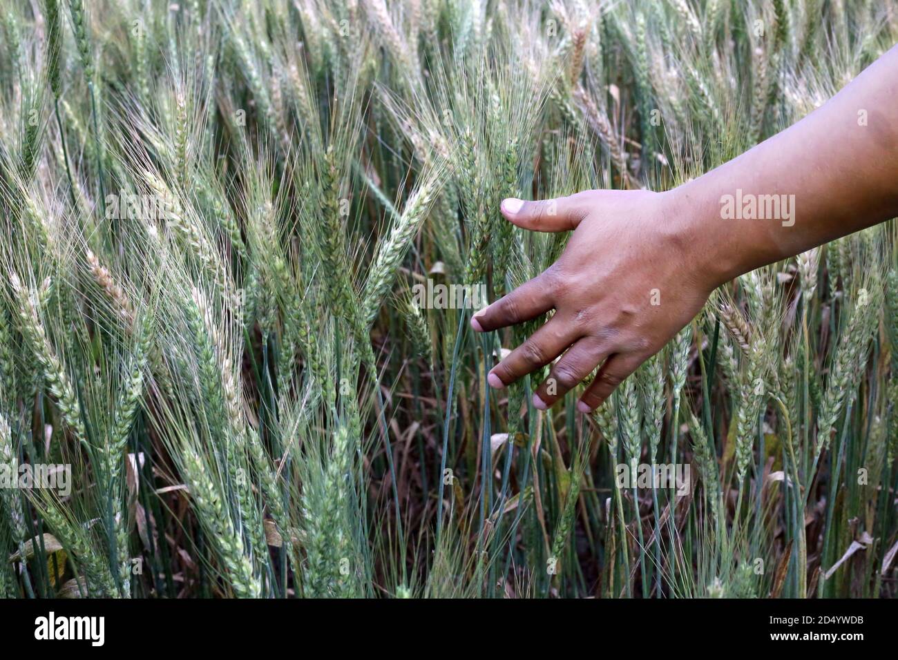 Pickle wheat swamp people hi-res stock photography and images - Alamy
