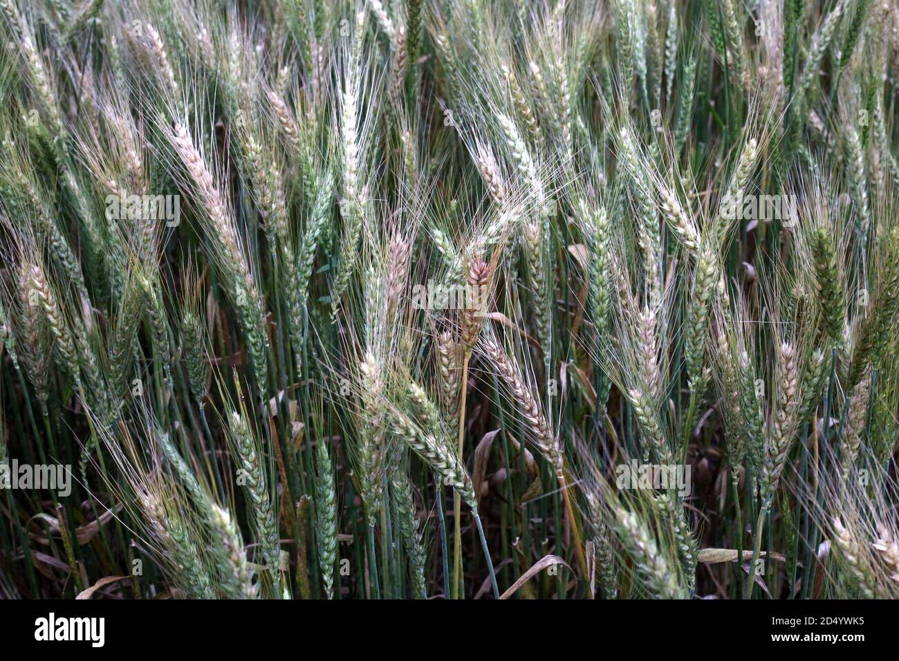 What happened to pickle wheat from swamp people hi-res stock ...