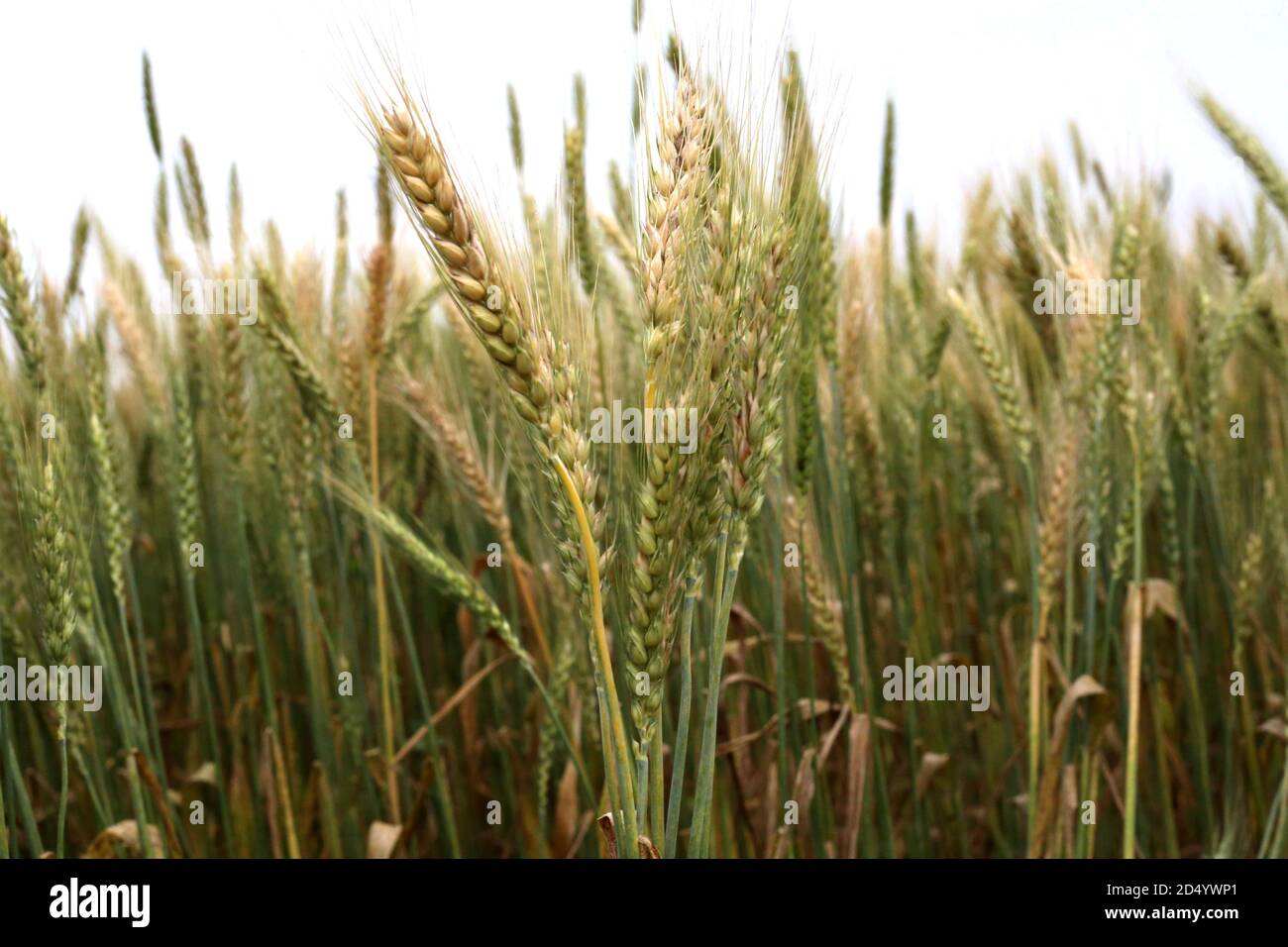 What happened to pickle wheat hi-res stock photography and images - Alamy