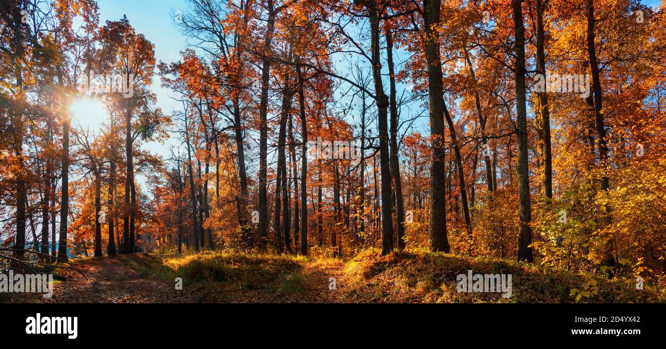 autumn morning in an oak grove. autumn landscape with sun rays Stock ...