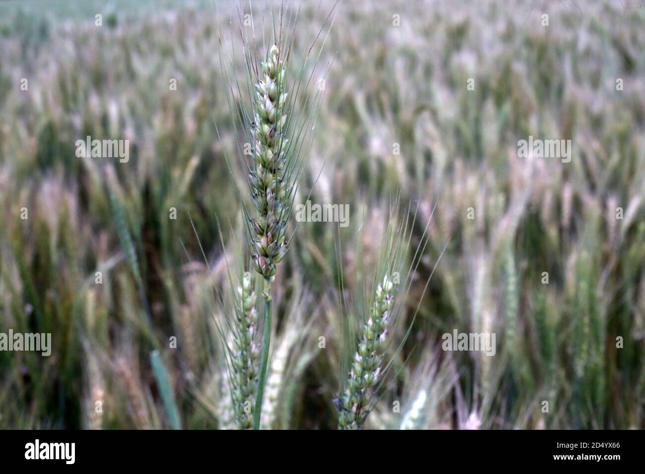 Wheat flour crisis in pakistan hi-res stock photography and images - Alamy