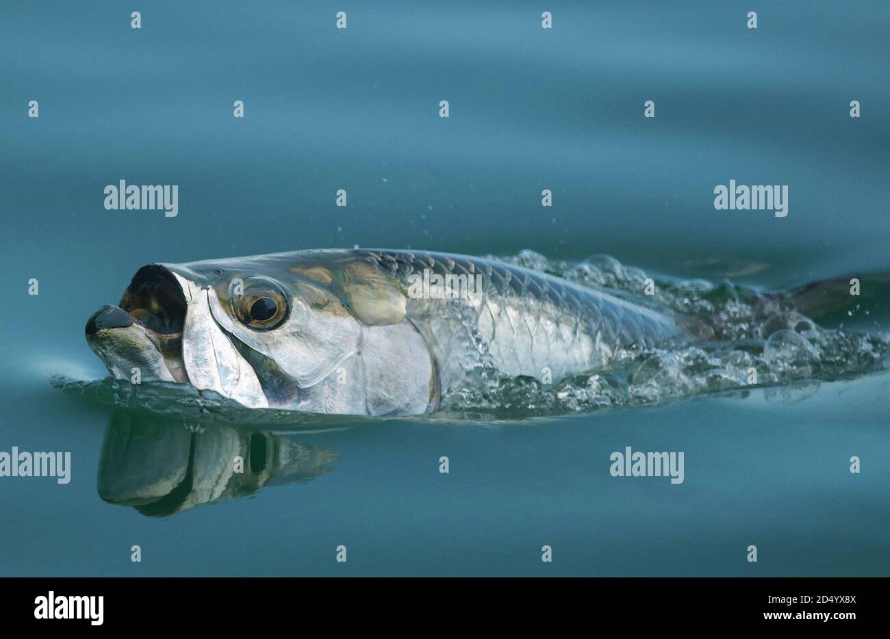 Tarpon Fish High Resolution Stock Photography and Images - Alamy