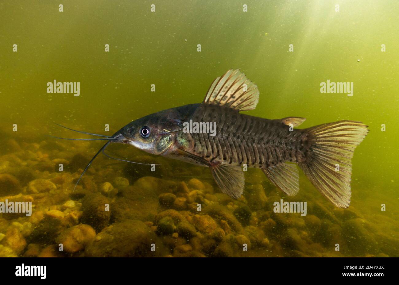 Slow Moving Fish High Resolution Stock Photography and Images - Alamy