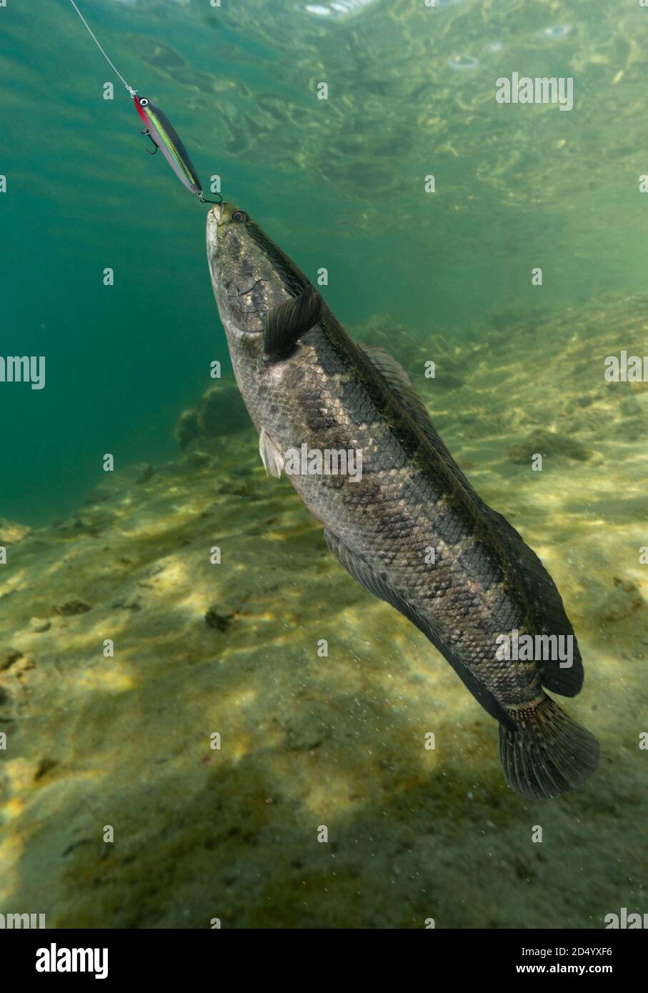 Predators Of Native Species High Resolution Stock Photography and ...