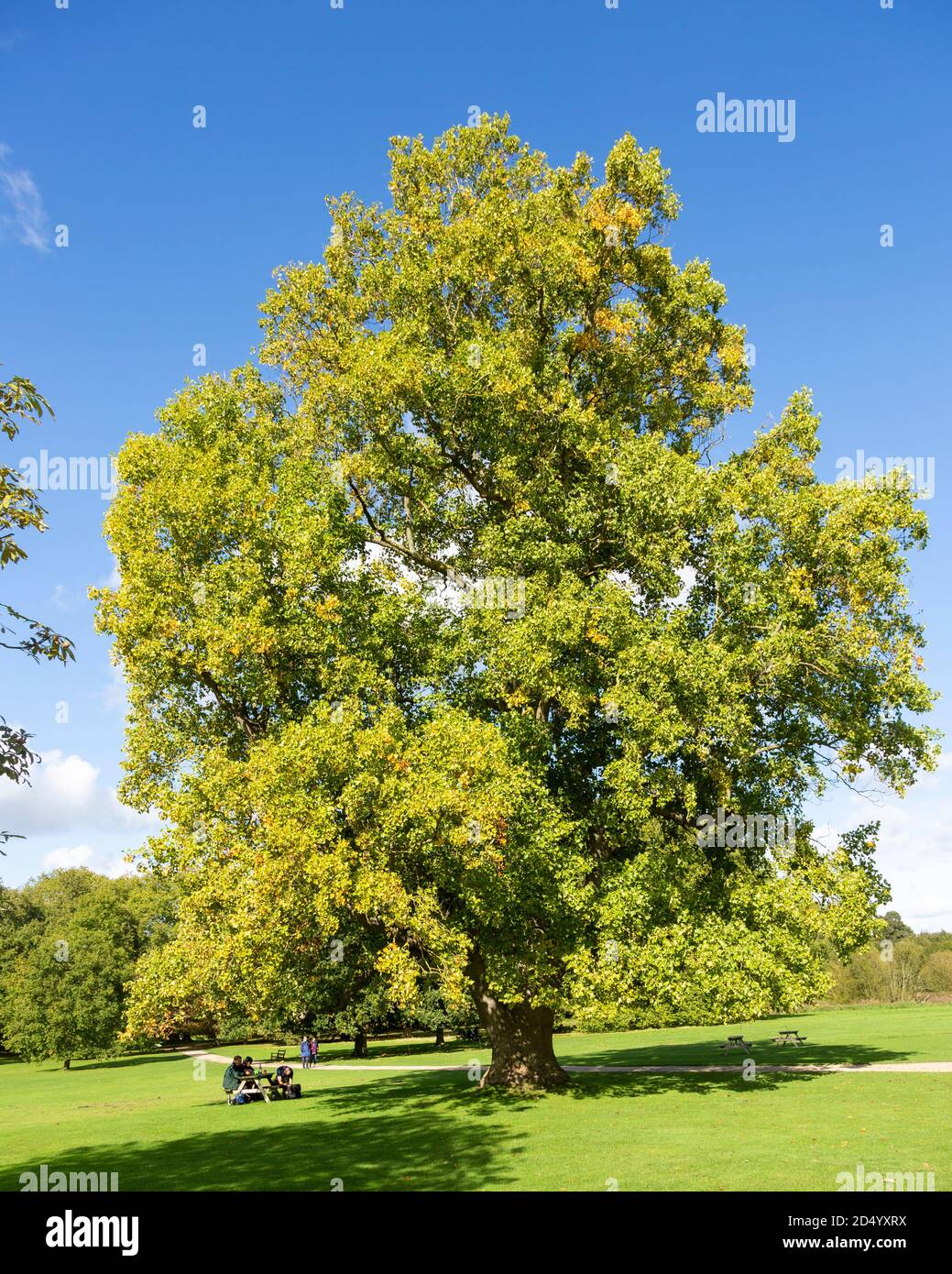 Hispanica platanus hi-res stock photography and images - Alamy