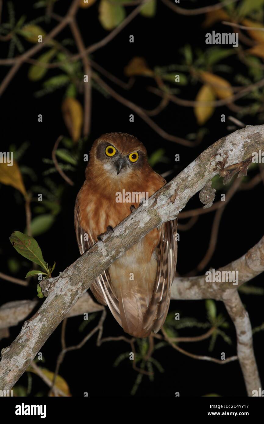Boobook owl hi-res stock photography and images - Alamy