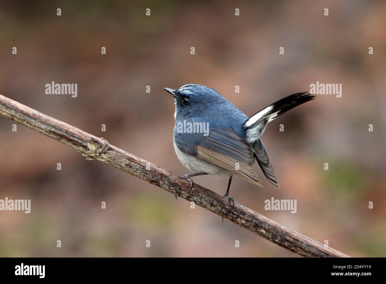slaty blue flycatcher (Ficedula tricolor), Male perched on a twig ...
