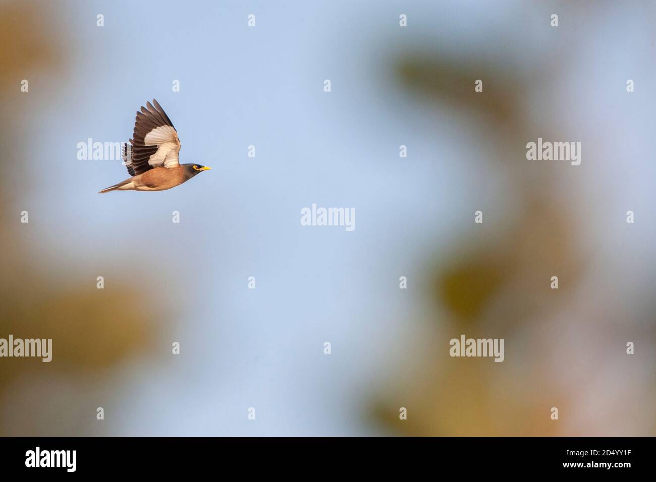 Mynahs hi-res stock photography and images - Alamy