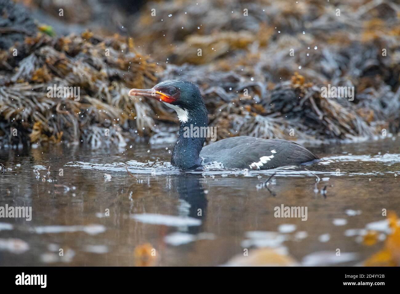 Campbell shag (Phalacrocorax campbelli, Leucocarbo campbelli), adult ...