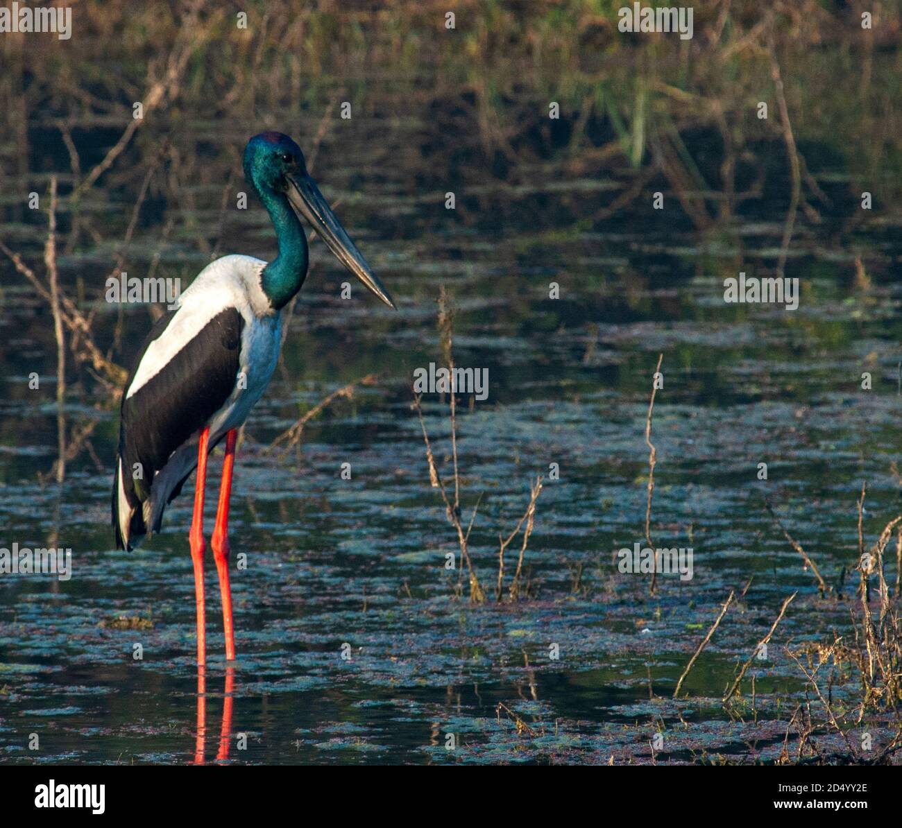 black-necked stork (Ephippiorhynchus asiaticus), adult male standing in ...