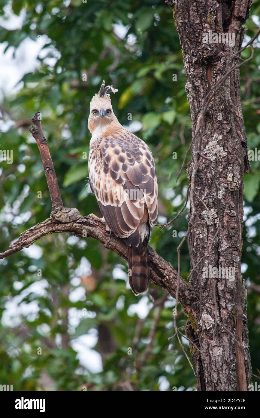 Crested hawk eagle spizaetus cirrhatus hi-res stock photography and ...