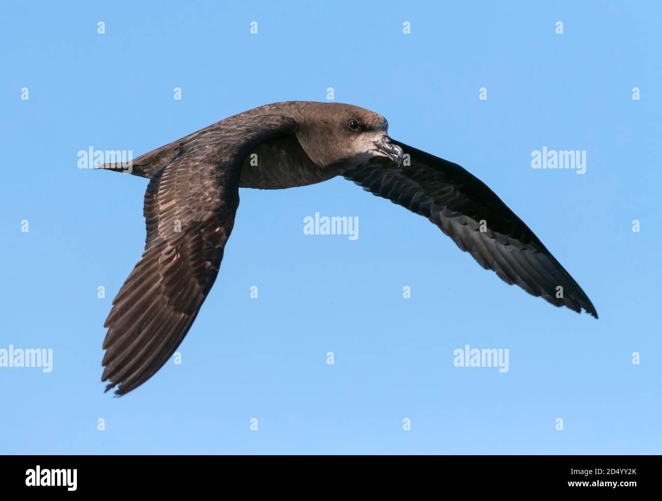 Grey-faced Petrel (Pterodroma gouldi), in flight, New Zealand, Southern ...