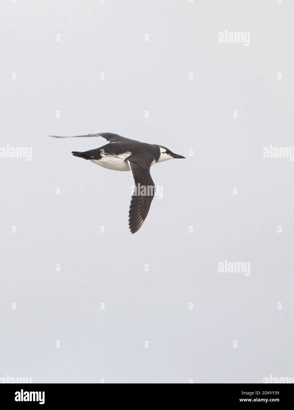 common guillemot (Uria aalge, Uria aalge aalge), in flight, Sweden ...