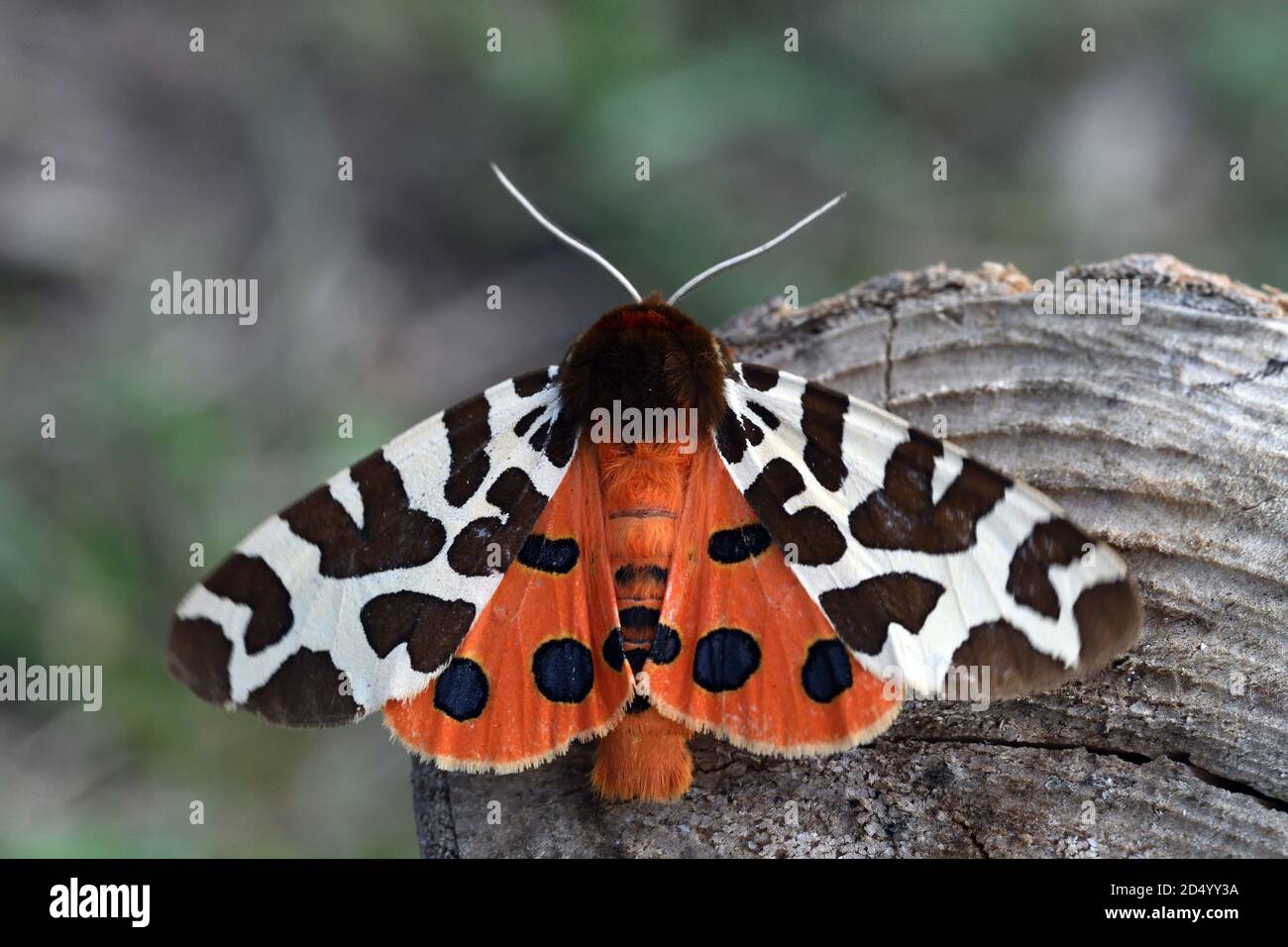 Timber moth hi-res stock photography and images - Alamy