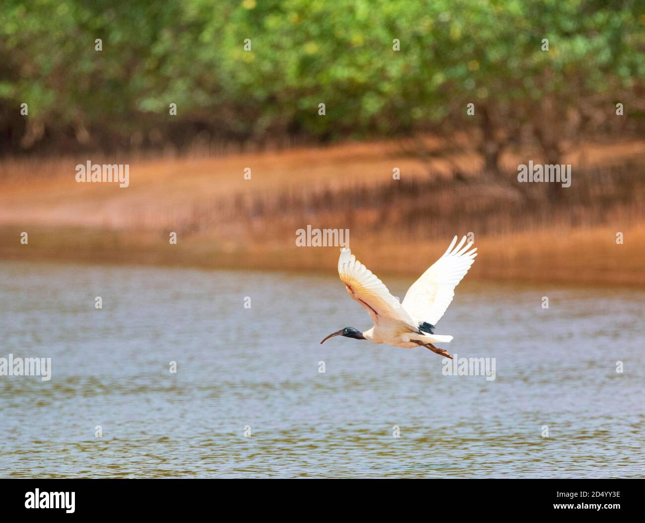 Malagasy sacred ibis (Threskiornis bernieri, Threskiornis bernieri ...