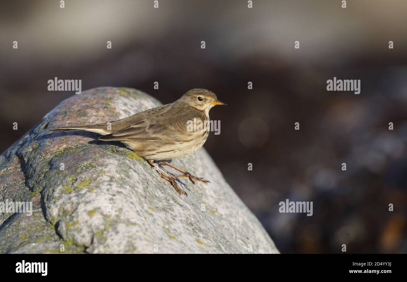 American Pipit Juvenile
