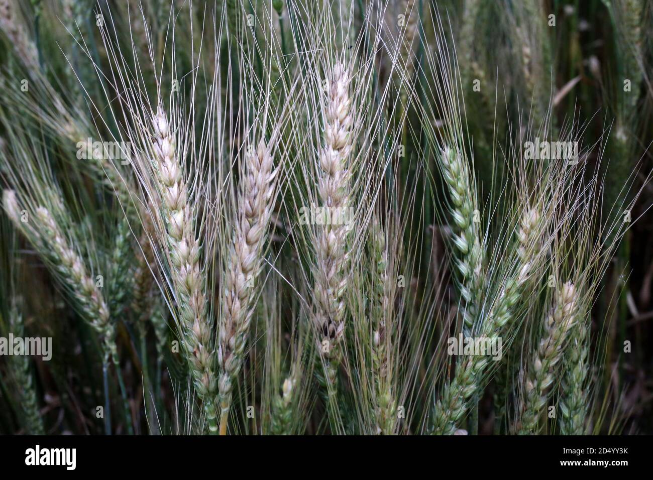 What happened to pickle wheat from swamp people hi-res stock ...